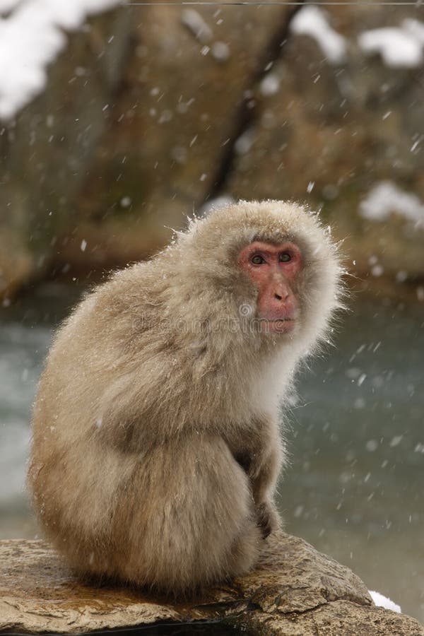 Macaque Ou Macaco Japonês Da Neve, Fuscata Do Macaca Foto de Stock ...