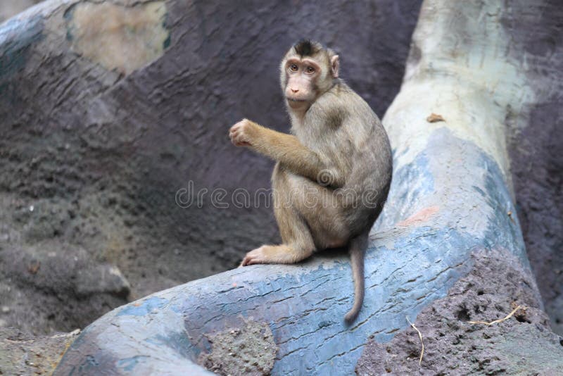 Macaco Vermelho-atado foto de stock. Imagem de adulto - 53817572
