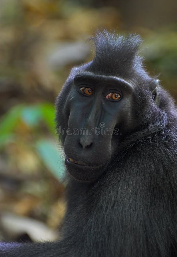 Macaque Preto, Sulawesi, Indonésia Imagem de Stock - Imagem de macaque ...