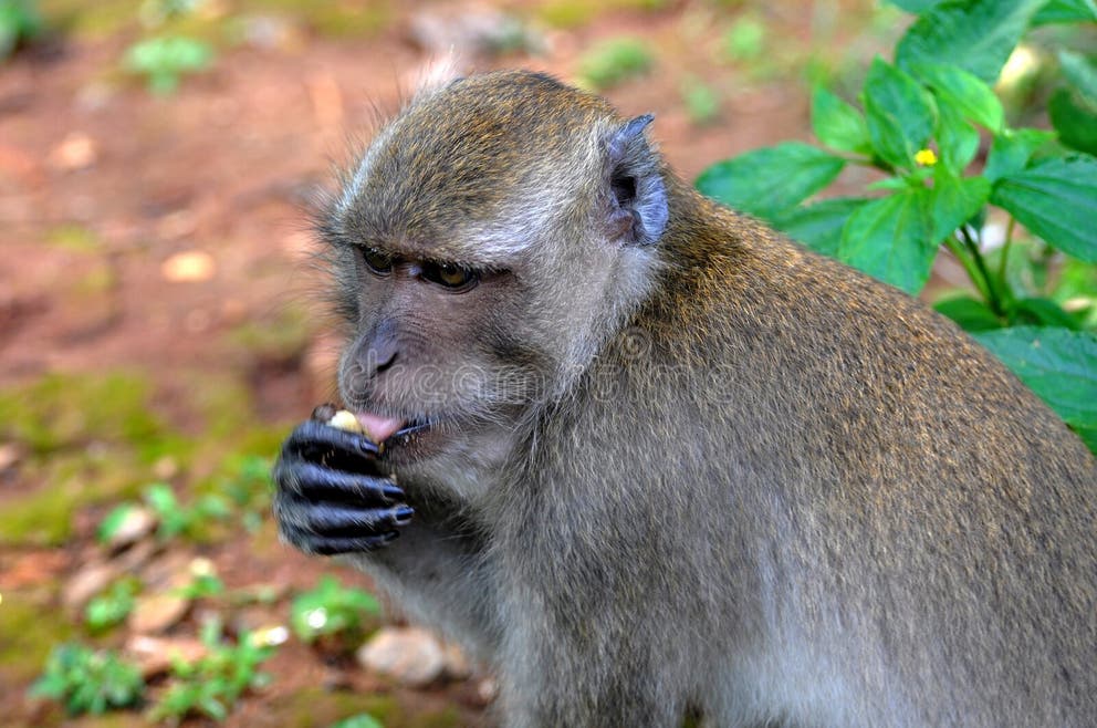 Macaque Reservado Que Prueba Una Fruta Imagen de archivo - Imagen de ...