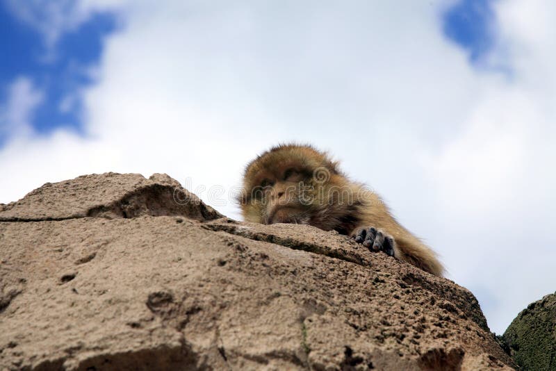 Monkey on volcano stock image. Image of mammal, cool - 95546537