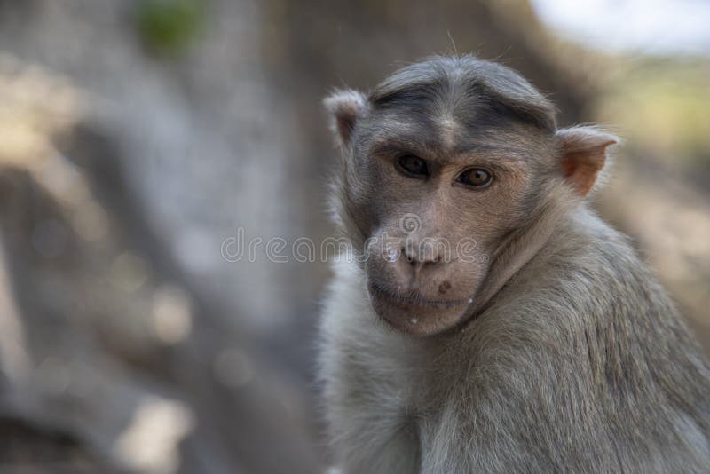 A Macaque Sits at Sunset at the Monkey Temple, Satara,India. Stock ...