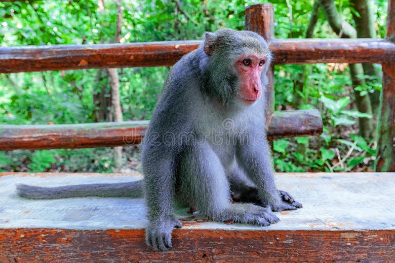 Macaque Sitting on a Bench in the Forest Stock Image - Image of primate ...