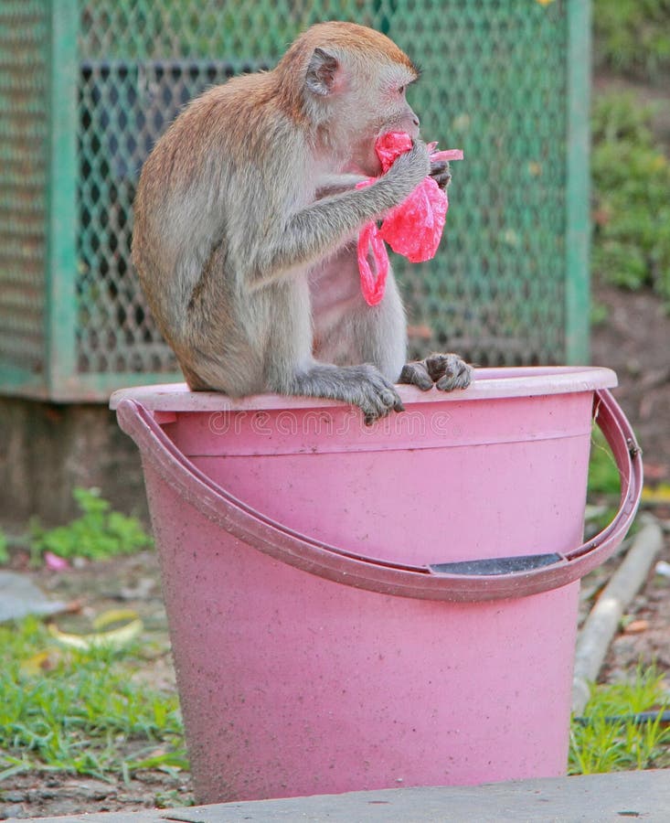 Two Monkeys are Sitting on Concrete, Batu Caves Stock Image - Image of ...
