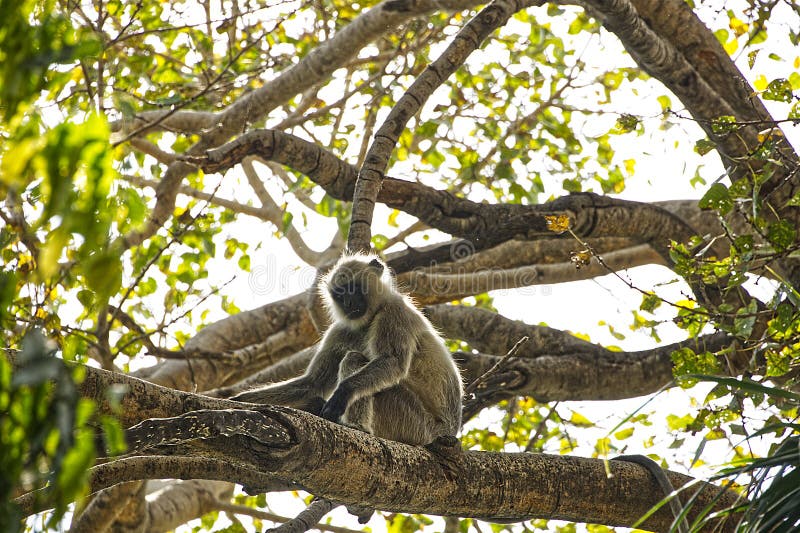 Macaque Sitting on the Tree Trunks at a Public Area Stock Photo - Image ...