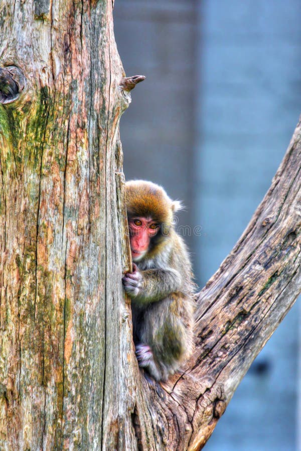 Macaque (Snow) Monkey S in High Dynamic Range Hdr Stock Photo - Image ...