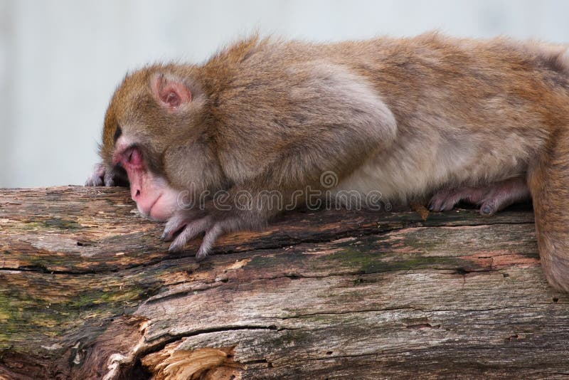 Macaque (Snow) Monkey S Taking a Nap Stock Image - Image of travel ...