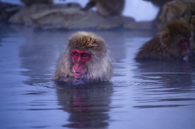 Macaque Snow Monkey in Water Stock Photo - Image of primate, life: 96638566