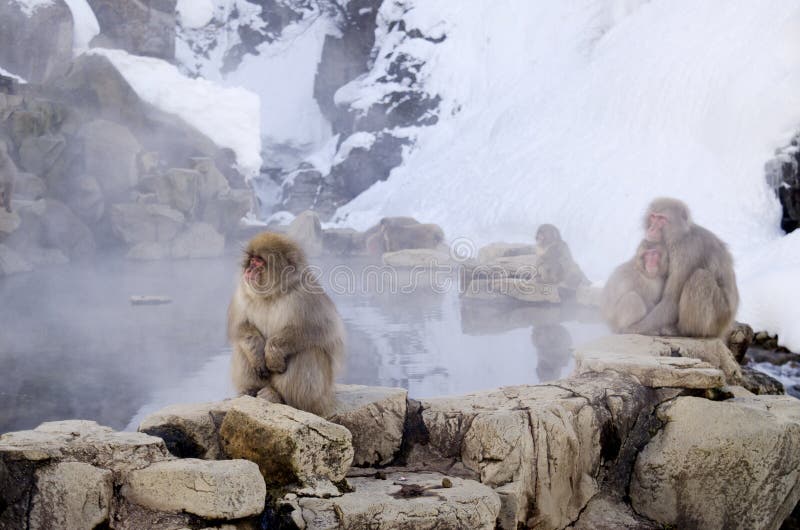 Macaque Snow Monkey in Water Stock Image - Image of nature, chewing ...