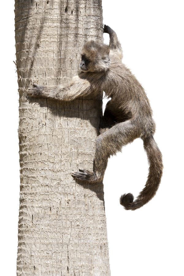 Macaque in a tree stock photo. Image of mammal, tail - 26272622