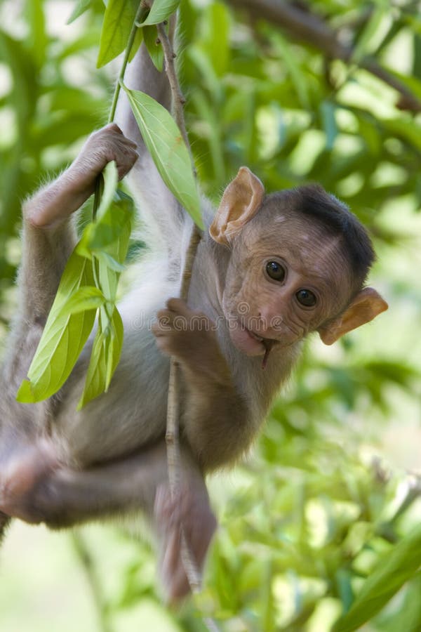 Macaque in a tree stock photo. Image of vertical, baby - 2721834