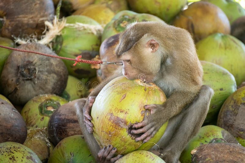Monkey Holding Coconut Stock Photos - Free & Royalty-Free Stock Photos ...
