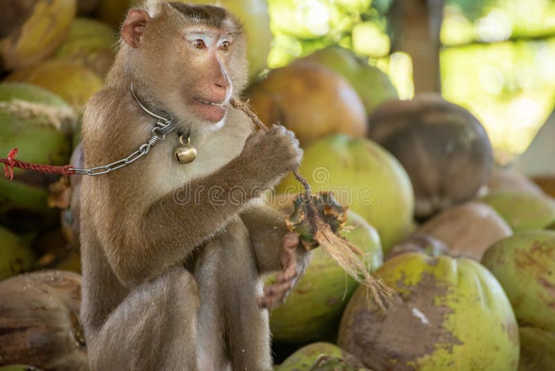 Monkey Holding Coconut Stock Photos - Free & Royalty-Free Stock Photos ...