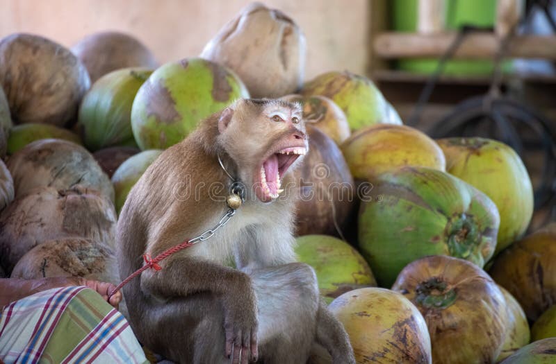 Macaque that Was Tethered To Work with a Coconut. Brutally in Asia ...