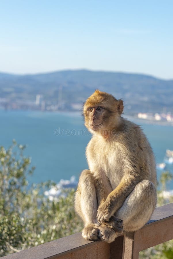 Mammal, Rock, Sky, Macaque stock photo. Image of macaque - 102643518