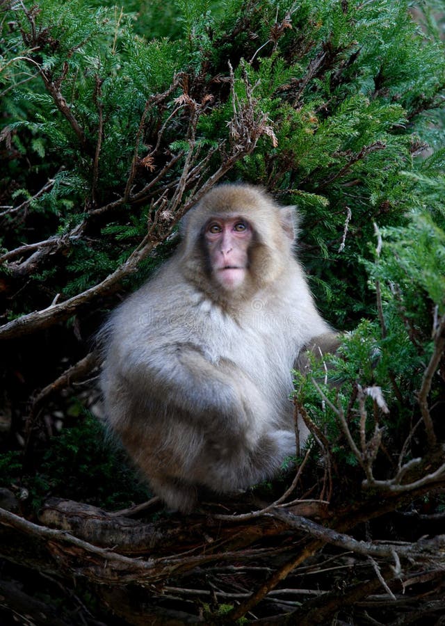 Macaques stock image. Image of primate, macaque, photographs - 19702713