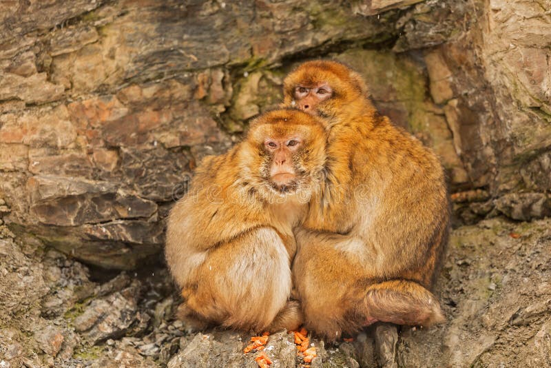 Macaques Macaca Two Monkeys are Warming Up in the Freezing Weather in a ...
