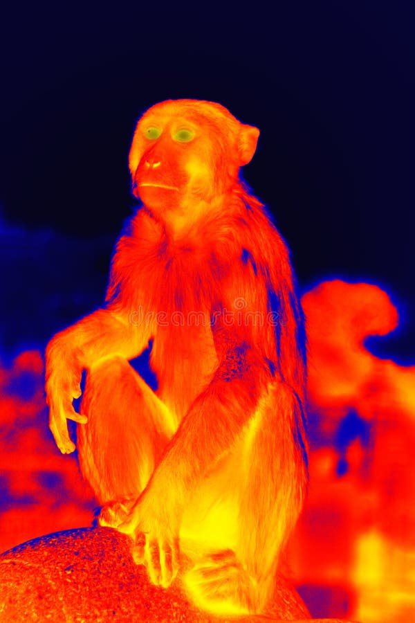 Macaques in Scientific High-tech Thermal Imager Stock Photo - Image of ...