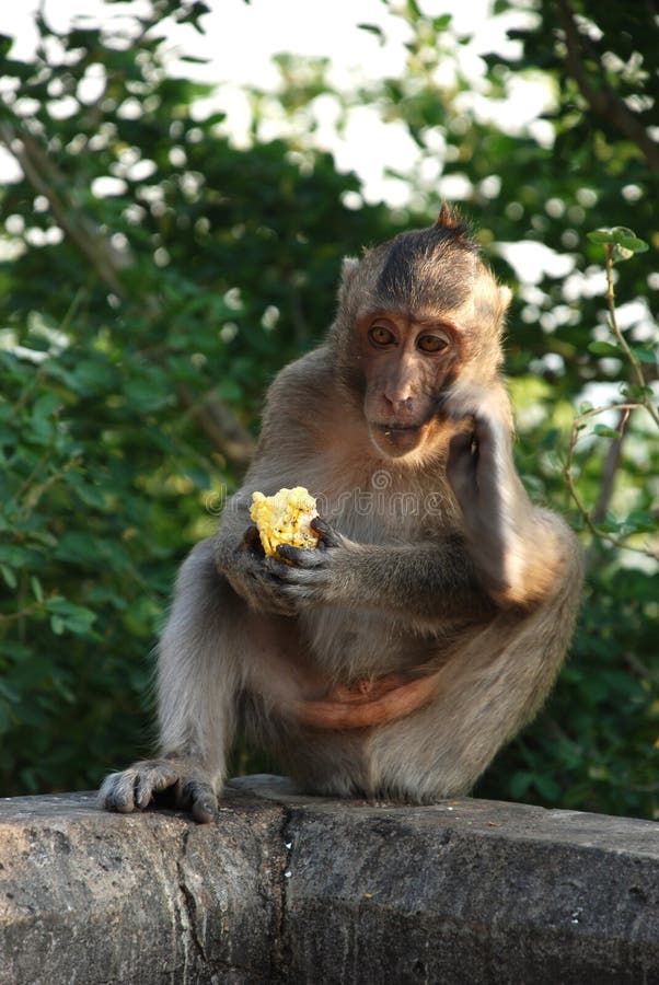 Macaques Thai monkey stock photo. Image of cute, forest - 36803404