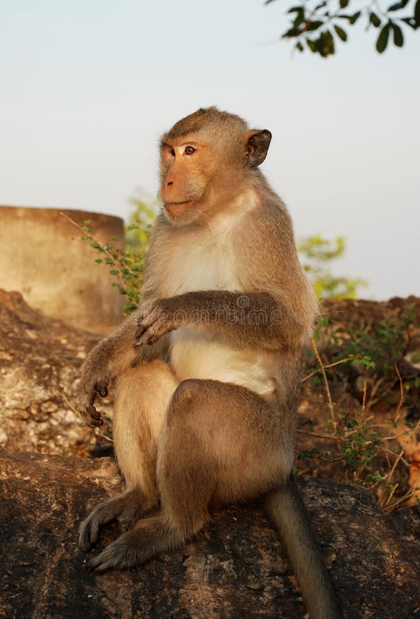 Macaques Thai monkey stock image. Image of posing, temple - 36804293