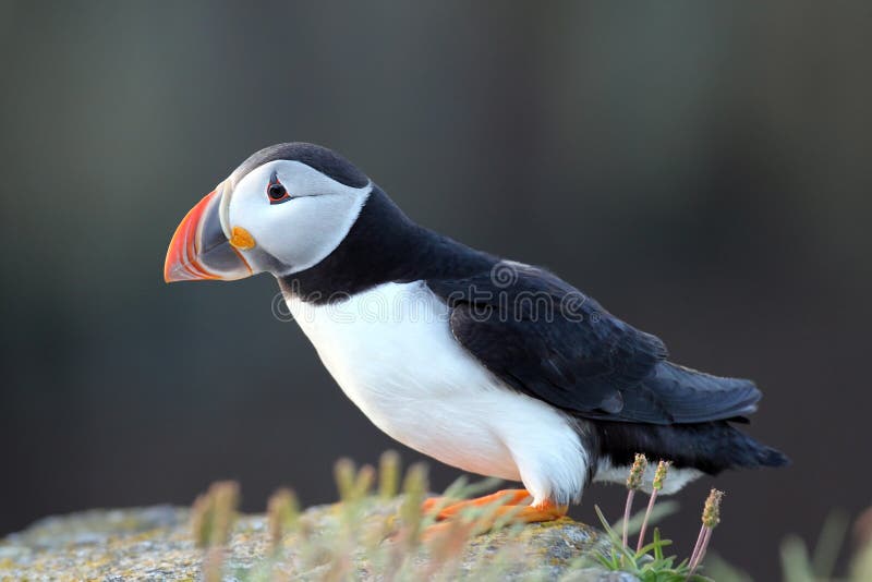 Macareux photo stock. Image du sauvage, seabird, atlantique - 15841716