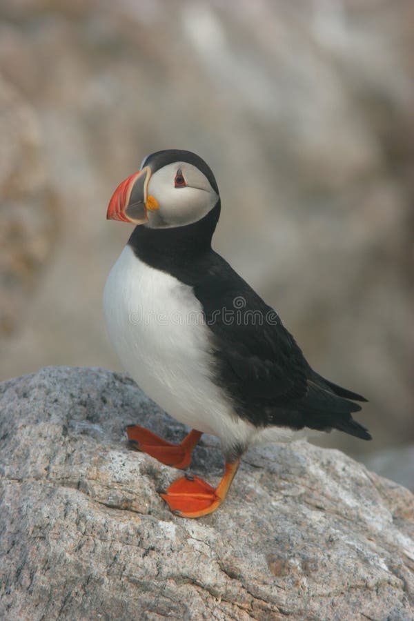 Macareux atlantique image stock. Image du parents, migrateur - 1129403