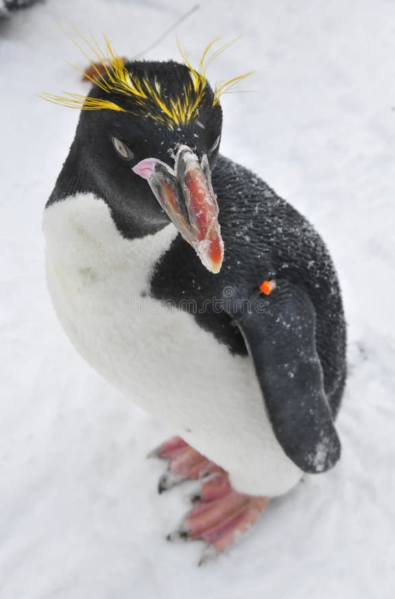 Macaroni Penguin stock photo. Image of feet, happy, winter - 12448154