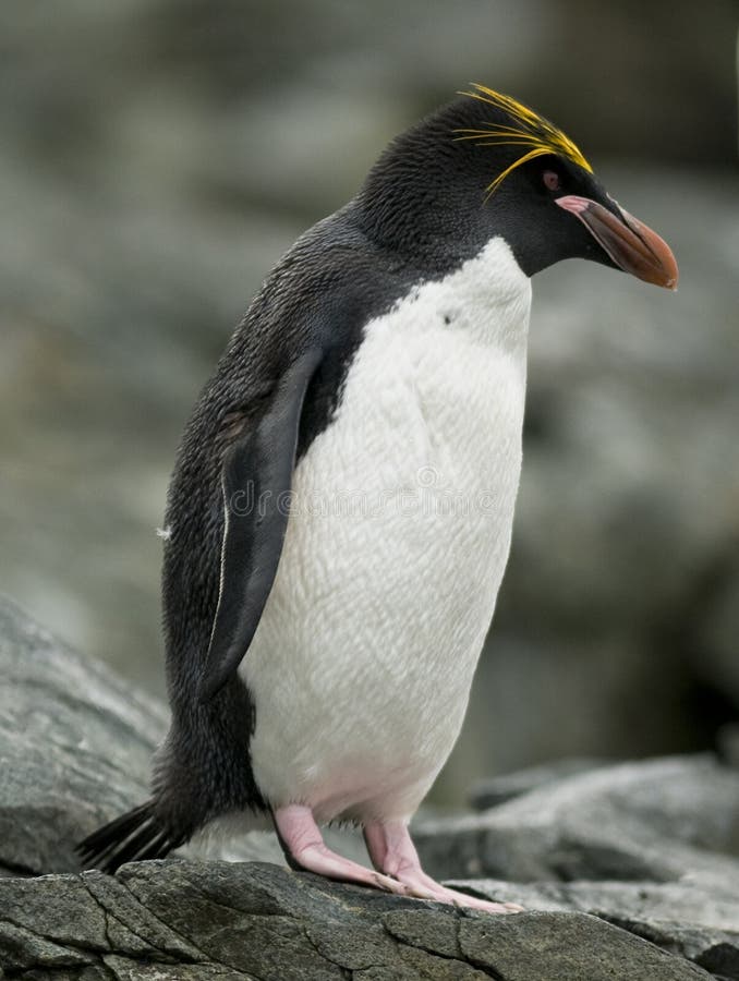 Macaroni Penguin stock photo. Image of animal, single - 13453076