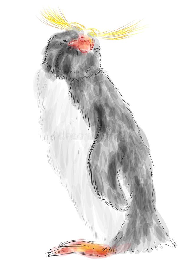 Macaroni Penguin Eudyptes Chrysolophus Stock Illustration ...