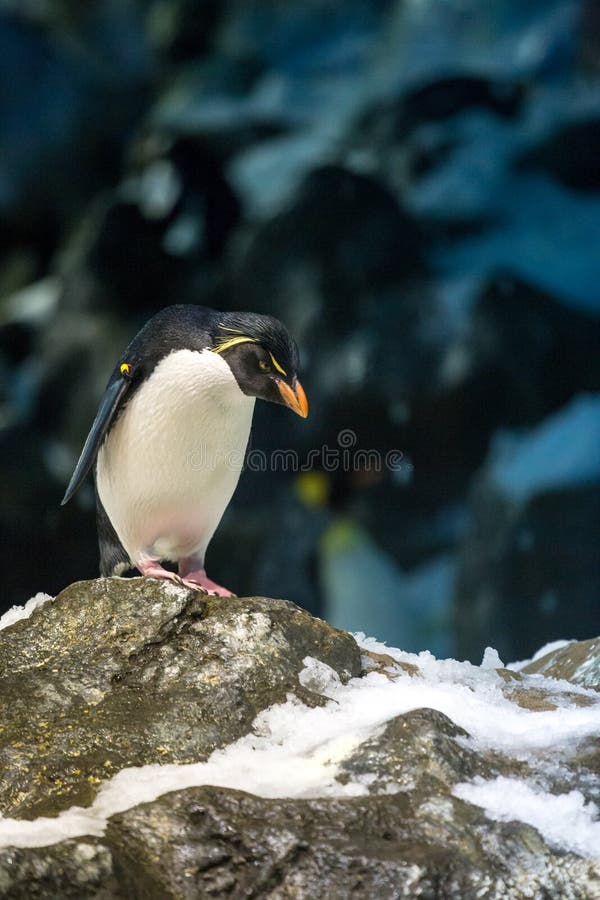 Penguin Looking Down Stock Photos - Free & Royalty-Free Stock Photos ...