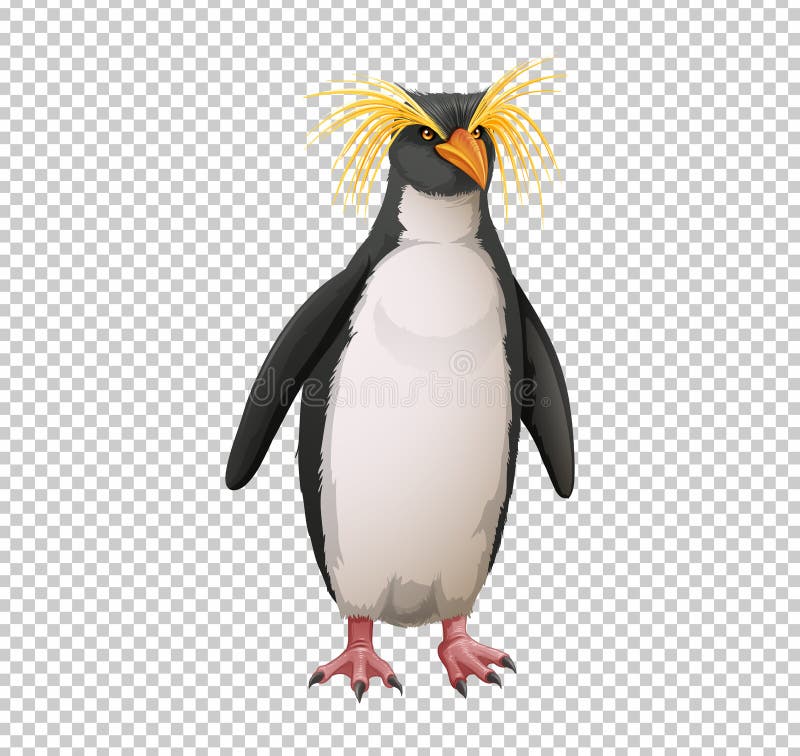 Macaroni Penguin Eudyptes Chrysolophus Stock Illustration ...