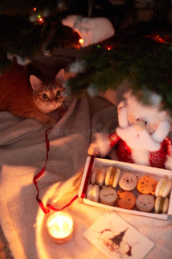 Macaroons Under the Christmas Tree with a Cat and a Candle Stock Image ...