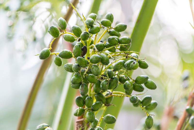 Green MacArthur Palm tree stock image. Image of plant - 30042125