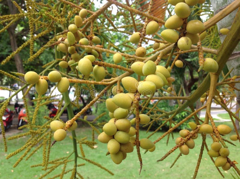 Macarthur Palm Tree With Its Red Seed Stock Image - Image of seed ...