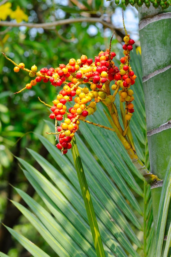 MacArthur Palm Tree Fruit stock photo. Image of vegetable - 217845424