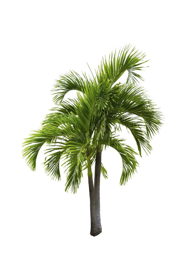 Green MacArthur Palm tree stock image. Image of plant - 30042125