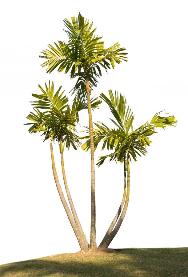 Ptychosperma Photos - Free & Royalty-Free Stock Photos from Dreamstime