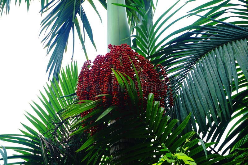 Macarthur stock photo. Image of tree, green, garden - 267795446