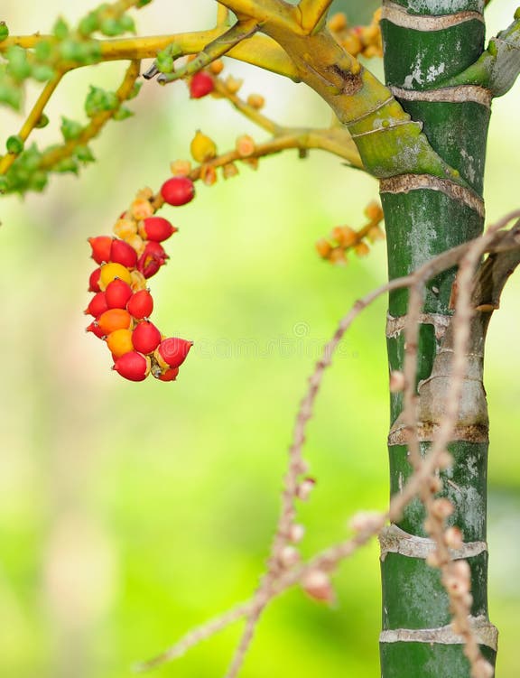 MacArthur Palm Tree Seeds stock photo. Image of ripe - 217942246