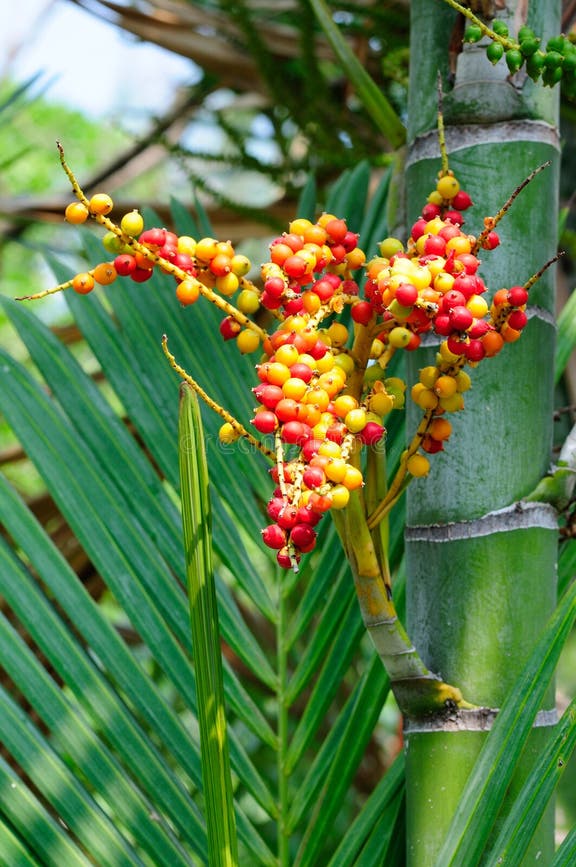 MacArthur Palm Tree Seeds stock photo. Image of macarthur - 217942248