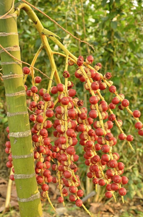MacArthur Palm. stock image. Image of cluster, hang, nature - 29850089