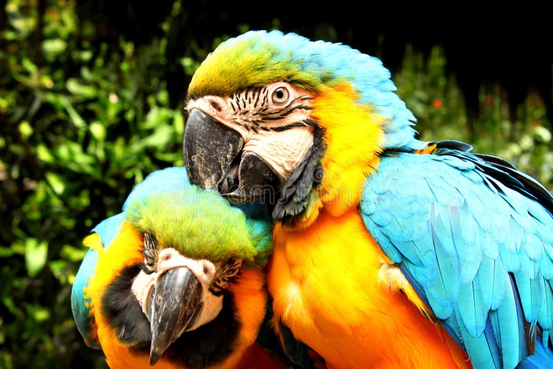 Macau Parrot Stock Photos - Free & Royalty-Free Stock Photos from ...