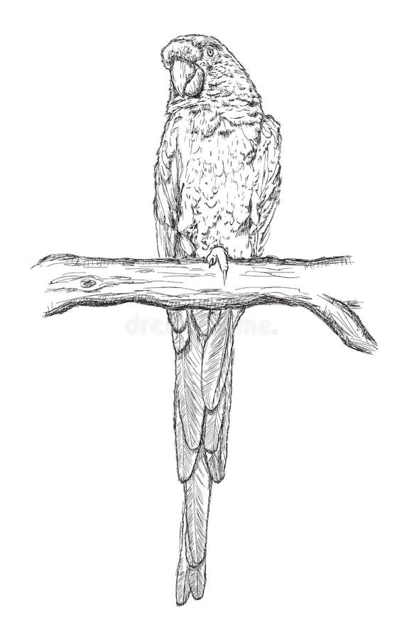 Macau Parrot Bird Handmade Art Vector Illustration Stock Vector ...