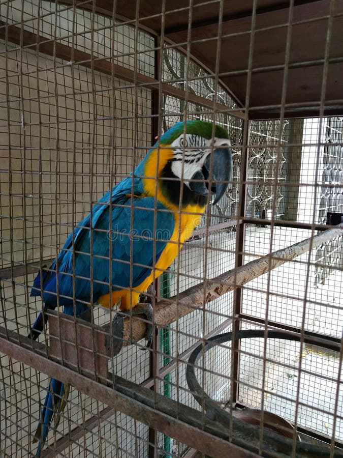 A Macau parrot stock photo. Image of parrot, macau, cage - 122658684