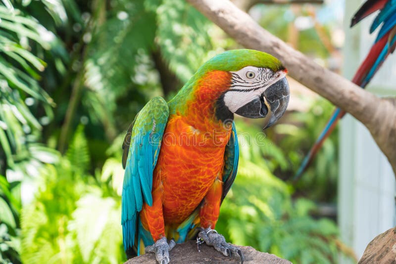 A Macau parrot stock photo. Image of parrot, macau, cage - 122658684