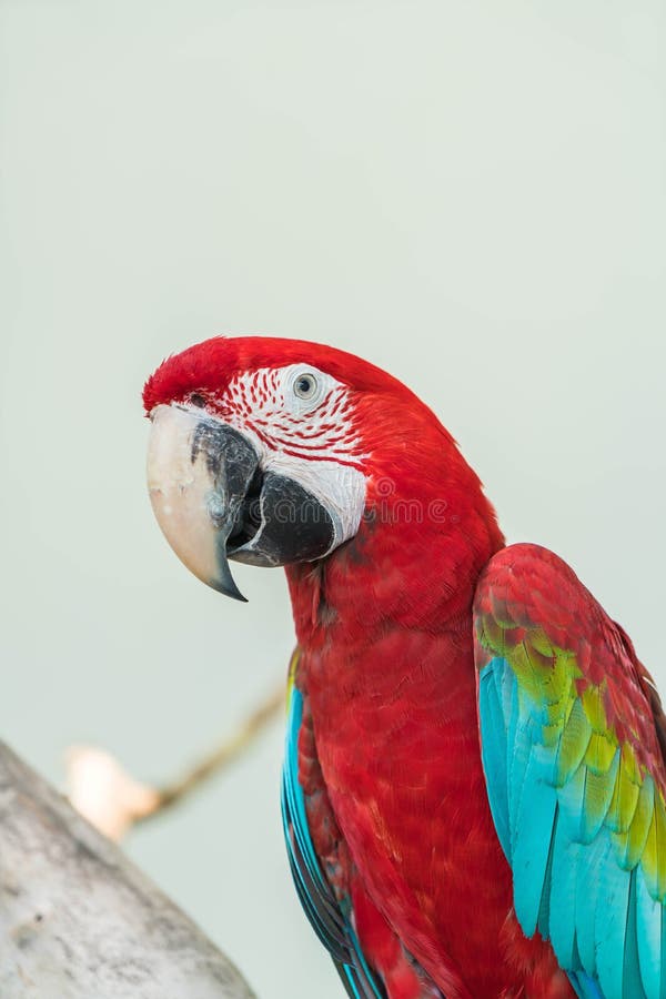 A Macau parrot stock photo. Image of parrot, macau, cage - 122658684