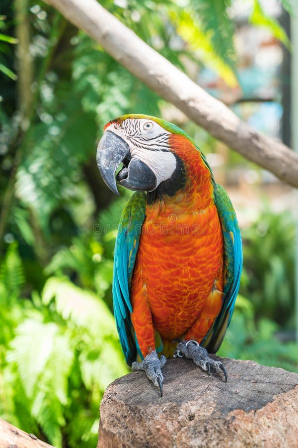 A Macau parrot stock photo. Image of parrot, macau, cage - 122658684
