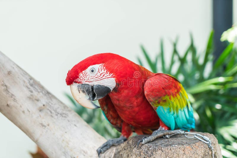 A Macau parrot stock photo. Image of parrot, macau, cage - 122658684