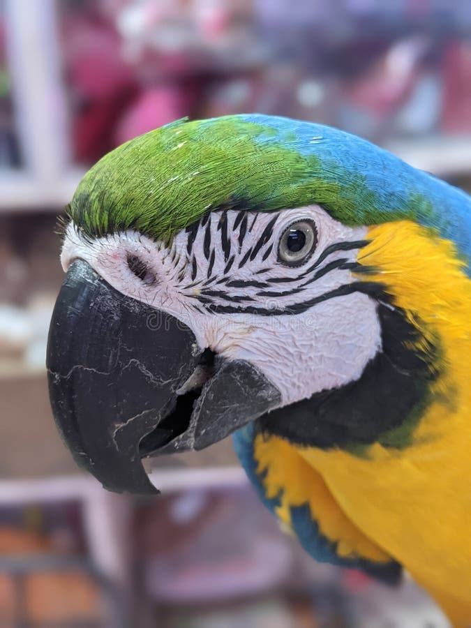 A Macau parrot stock photo. Image of parrot, macau, cage - 122658684