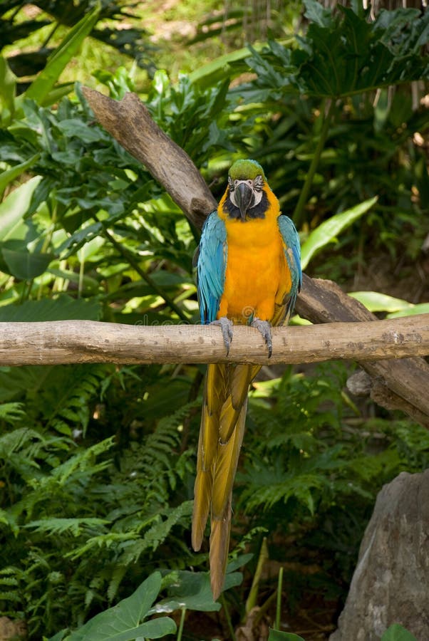 Macaw stock image. Image of tropical, exotic, nature - 11449591